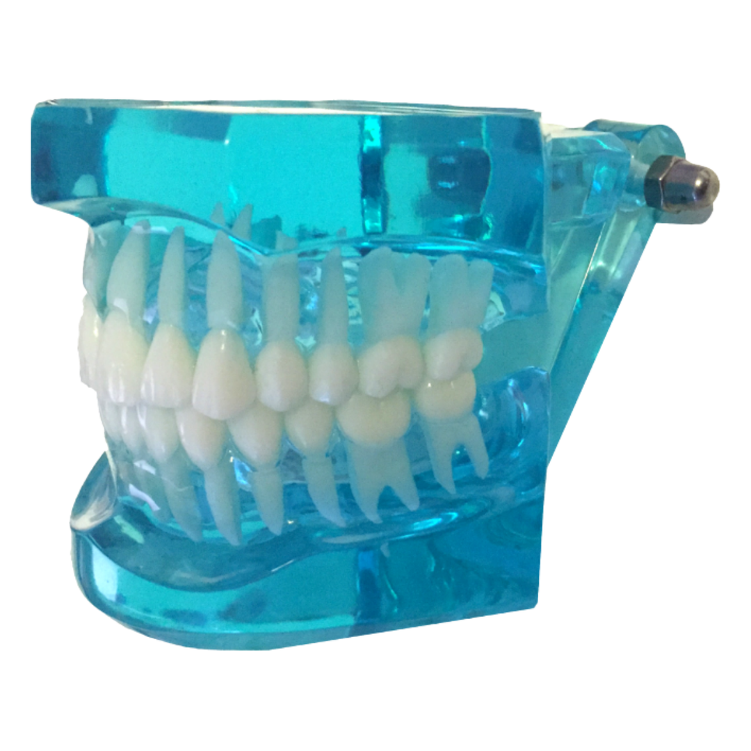 Dental Typodont – EOCA